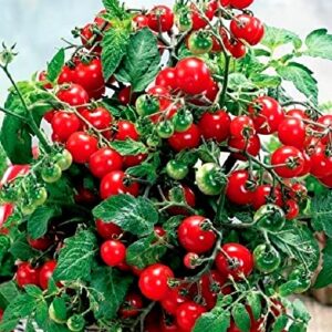 Dwarf Bush Tomatoes Seeds for Planting 25+ Seeds Indoor Vegetable Garden