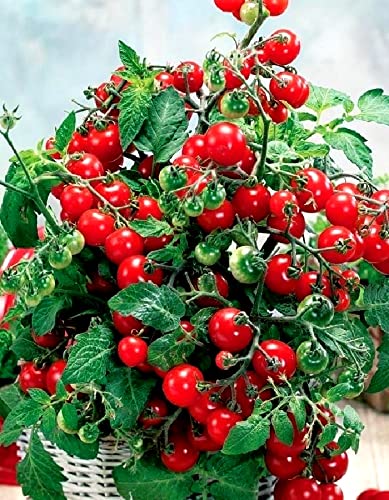 Dwarf Bush Tomatoes Seeds for Planting 25+ Seeds Indoor Vegetable Garden