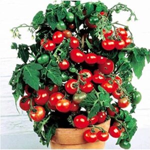 Dwarf Bush Tomatoes Seeds for Planting 25+ Seeds Indoor Vegetable Garden