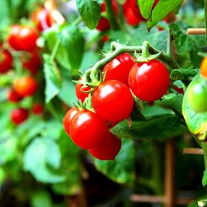 Dwarf Bush Tomatoes Seeds for Planting 25+ Seeds Indoor Vegetable Garden