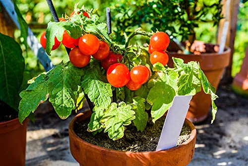 Dwarf Bush Tomatoes Seeds for Planting 25+ Seeds Indoor Vegetable Garden