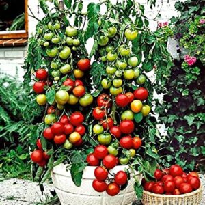 Dwarf Bush Tomatoes Seeds for Planting 25+ Seeds Indoor Vegetable Garden