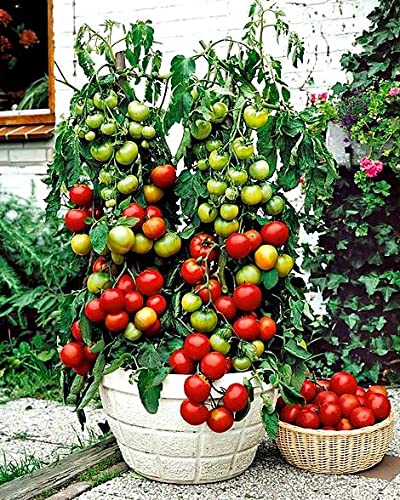 Dwarf Bush Tomatoes Seeds for Planting 25+ Seeds Indoor Vegetable Garden