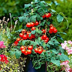 Dwarf Bush Tomatoes Seeds for Planting 25+ Seeds Indoor Vegetable Garden