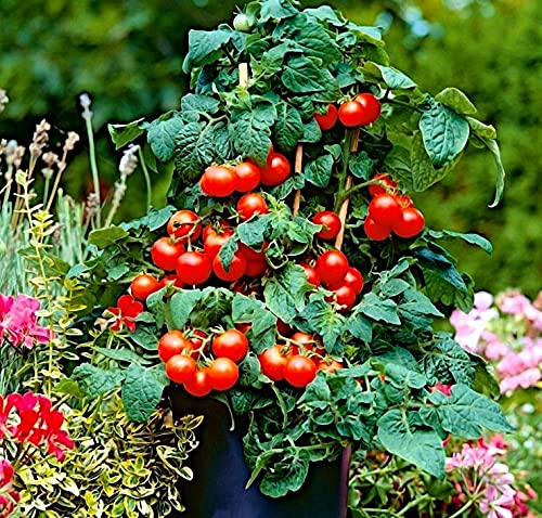 Dwarf Bush Tomatoes Seeds for Planting 25+ Seeds Indoor Vegetable Garden