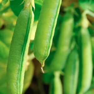 Sugar Snap Pea Seeds for Planting Vegetables and Fruits.Non GMO Heirloom Seeds Vegetable Seeds for Planting Home Garden or Hydroponic Pods-15g, Approx. 65 Garden Seeds Sugar Snap Pea Plant Seeds. USA