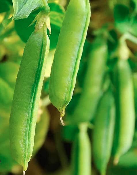 Sugar Snap Pea Seeds for Planting Vegetables and Fruits.Non GMO Heirloom Seeds Vegetable Seeds for Planting Home Garden or Hydroponic Pods-15g, Approx. 65 Garden Seeds Sugar Snap Pea Plant Seeds. USA