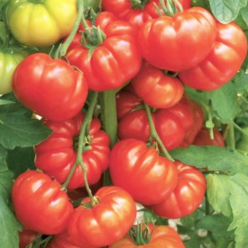 EarlyBirdSpecial! Beefsteak Tomato Seeds for Planting Vegetables and Fruits.Heirloom Tomato Vegetable Seeds for Planting Home Garden & Hydroponics Seed Pods-50ct Beefsteak Tomato Plants Seeds