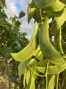 king of the garden climbing pole lima bean vining heirloom seed packet