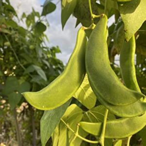 King of The Garden Climbing Pole Lima Bean Vining Heirloom Seed Packet