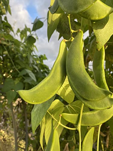 King of The Garden Climbing Pole Lima Bean Vining Heirloom Seed Packet