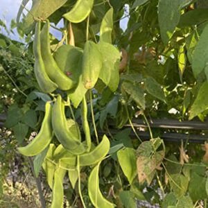 King of The Garden Climbing Pole Lima Bean Vining Heirloom Seed Packet