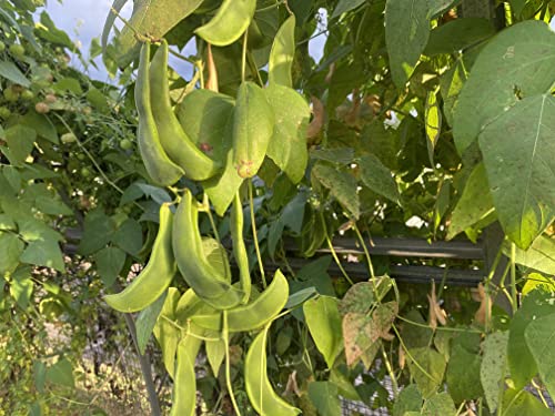 King of The Garden Climbing Pole Lima Bean Vining Heirloom Seed Packet