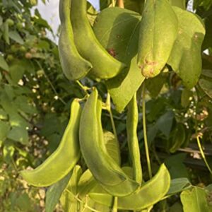 King of The Garden Climbing Pole Lima Bean Vining Heirloom Seed Packet