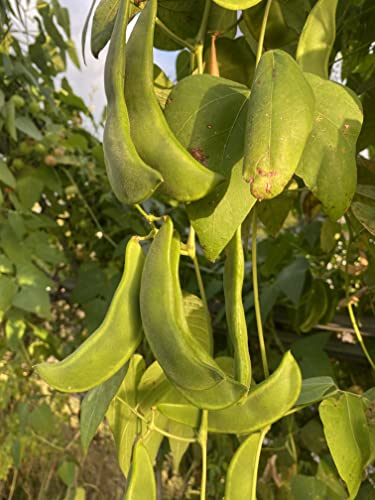 King of The Garden Climbing Pole Lima Bean Vining Heirloom Seed Packet