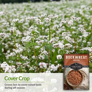 Survival Garden Seeds - Buckwheat Seed for Planting - Packet with Instructions to Plant and Grow a Cover Crop and Buckwheat Plants in Your Home Vegetable Garden - Non-GMO Heirloom Variety