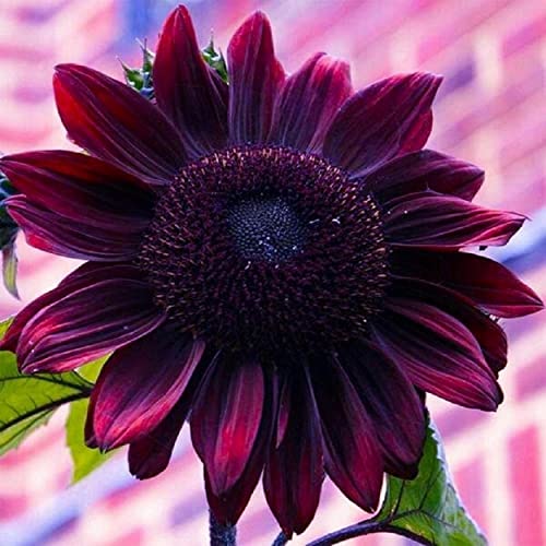 Sunflower Seeds for Planting - Grow Purple Chocolate Cherry Sun Flowers in Your Garden - 25 Non GMO Heirloom Seeds - Full Planting Instructions for Easy to Grow - Great Gardening Gifts (2 Packets)