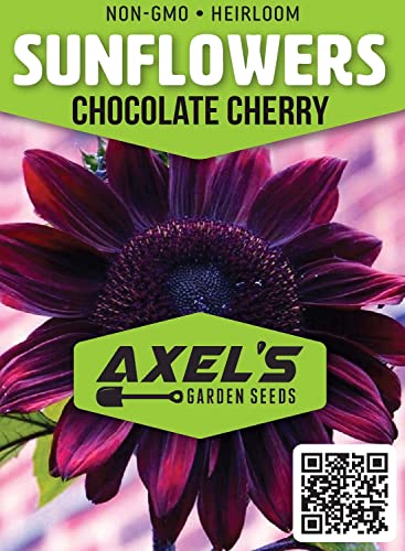 Sunflower Seeds for Planting - Grow Purple Chocolate Cherry Sun Flowers in Your Garden - 25 Non GMO Heirloom Seeds - Full Planting Instructions for Easy to Grow - Great Gardening Gifts (2 Packets)