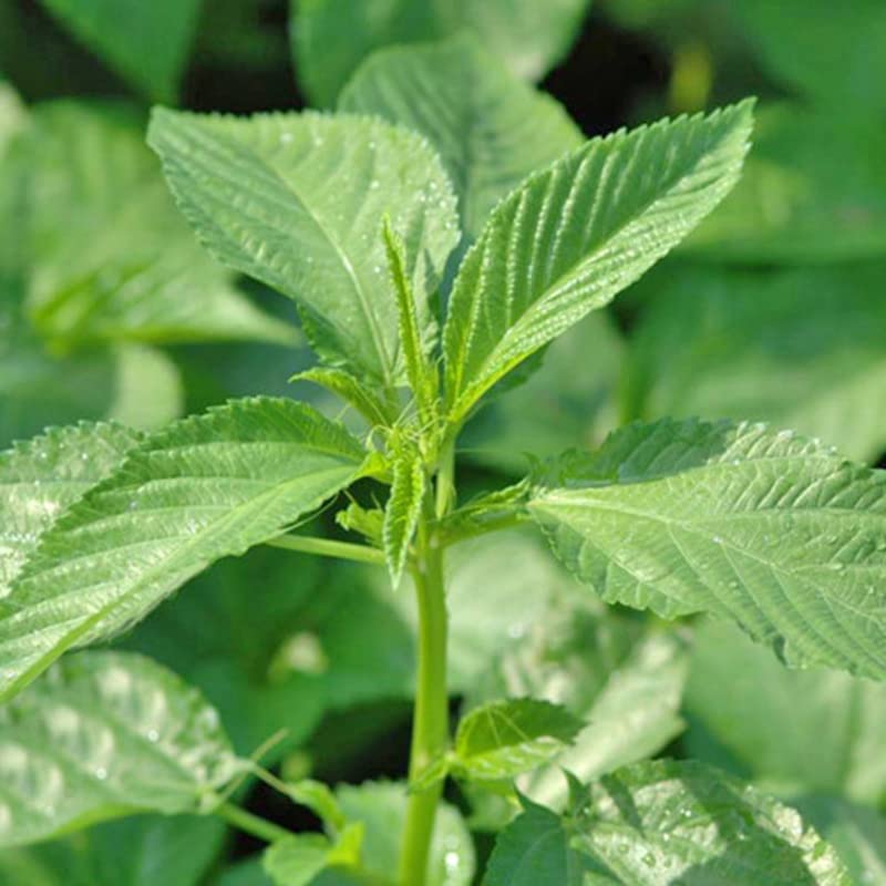 2000+ Seeds Egyptian Spinach, Jute Plant, Corchorus Olitorius Molokhia, Ewedu, Jute, Saluyot Seeds, Rau Đay Xanh, green