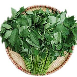 2000+ Seeds Egyptian Spinach, Jute Plant, Corchorus Olitorius Molokhia, Ewedu, Jute, Saluyot Seeds, Rau Đay Xanh, green