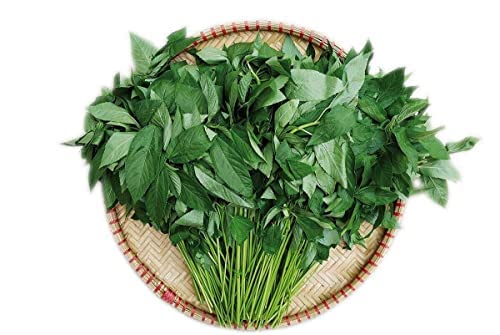 2000+ Seeds Egyptian Spinach, Jute Plant, Corchorus Olitorius Molokhia, Ewedu, Jute, Saluyot Seeds, Rau Đay Xanh, green