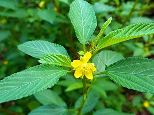 2000+ Seeds Egyptian Spinach, Jute Plant, Corchorus Olitorius Molokhia, Ewedu, Jute, Saluyot Seeds, Rau Đay Xanh, green