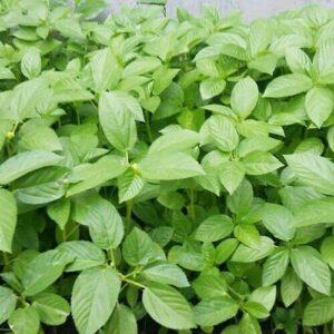 2000+ Seeds Egyptian Spinach, Jute Plant, Corchorus Olitorius Molokhia, Ewedu, Jute, Saluyot Seeds, Rau Đay Xanh, green