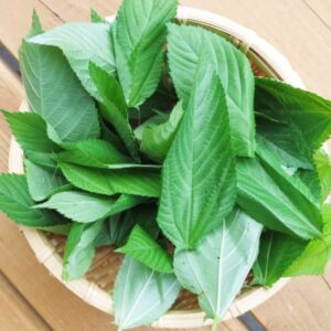 2000+ Seeds Egyptian Spinach, Jute Plant, Corchorus Olitorius Molokhia, Ewedu, Jute, Saluyot Seeds, Rau Đay Xanh, green