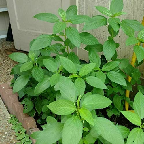 2000+ Seeds Egyptian Spinach, Jute Plant, Corchorus Olitorius Molokhia, Ewedu, Jute, Saluyot Seeds, Rau Đay Xanh, green