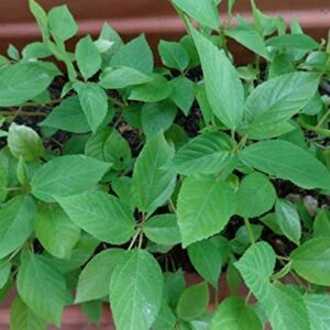 2000+ Seeds Egyptian Spinach, Jute Plant, Corchorus Olitorius Molokhia, Ewedu, Jute, Saluyot Seeds, Rau Đay Xanh, green