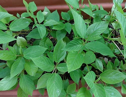 2000+ Seeds Egyptian Spinach, Jute Plant, Corchorus Olitorius Molokhia, Ewedu, Jute, Saluyot Seeds, Rau Đay Xanh, green