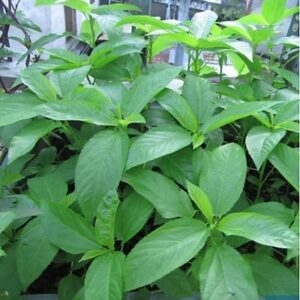 2000+ Seeds Egyptian Spinach, Jute Plant, Corchorus Olitorius Molokhia, Ewedu, Jute, Saluyot Seeds, Rau Đay Xanh, green