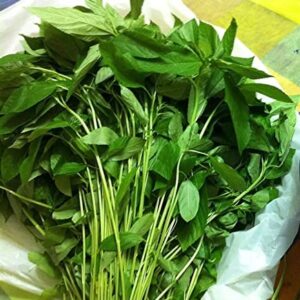 2000+ Seeds Egyptian Spinach, Jute Plant, Corchorus Olitorius Molokhia, Ewedu, Jute, Saluyot Seeds, Rau Đay Xanh, green