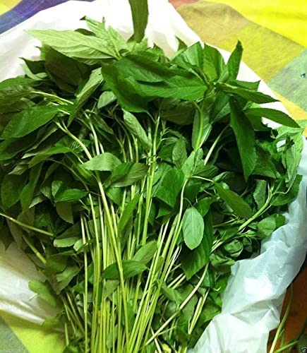 2000+ Seeds Egyptian Spinach, Jute Plant, Corchorus Olitorius Molokhia, Ewedu, Jute, Saluyot Seeds, Rau Đay Xanh, green