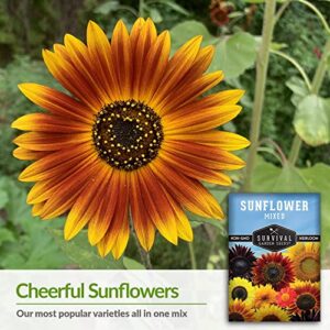 Survival Garden Seeds - Mix of Popular Sunflower Seeds for Planting - 5 Packs with Instructions to Grow Beautiful Flowers in Your Home Vegetable or Flower Garden - Non-GMO Heirloom Varieties