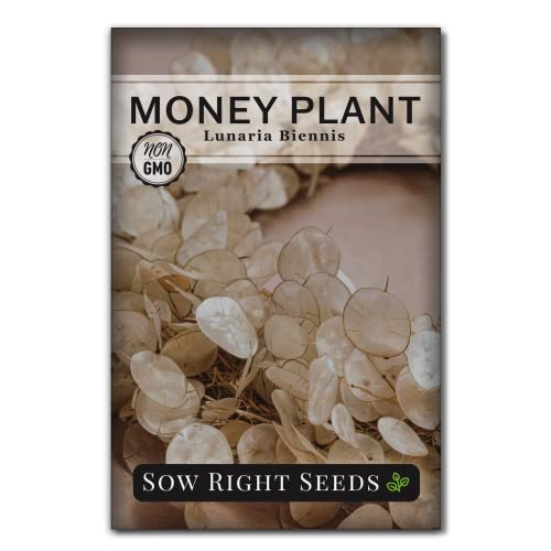 Sow Right Seeds - Money Plant Seeds - Honesty or Silver Coin Plant - Non-GMO Heirloom Seeds - Indoor or Outdoor - Full Instructions for Planting and Growing a Flower Garden - Great Gardening Gift