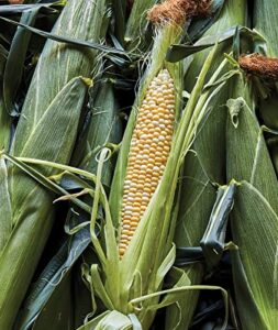 burpee ambrosia sweet corn seeds 200 seeds