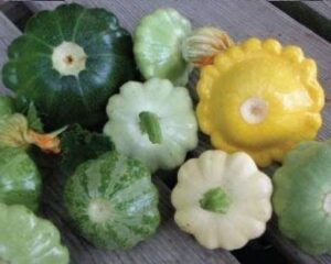 david’s garden seeds squash summer scallop blend fba-00050 (multi) 25 non-gmo seeds