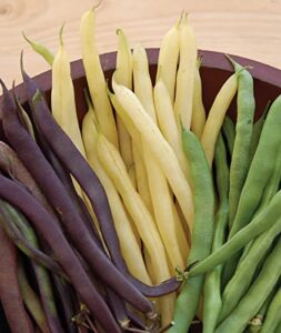 burpee three color blend bush bean seeds 2 ounces of seed