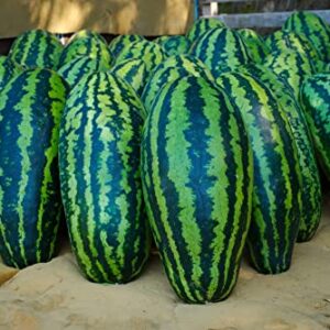 Jubilee Sweet Watermelon Seeds for Planting, 50+ Heirloom Seeds Per Packet, (Isla's Garden Seeds), Non GMO Seeds, Botanical Name: Citrullus lanatus, Great Home Garden Gift