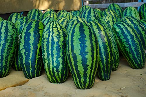 Jubilee Sweet Watermelon Seeds for Planting, 50+ Heirloom Seeds Per Packet, (Isla's Garden Seeds), Non GMO Seeds, Botanical Name: Citrullus lanatus, Great Home Garden Gift