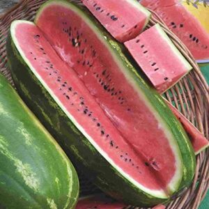 Jubilee Sweet Watermelon Seeds for Planting, 50+ Heirloom Seeds Per Packet, (Isla's Garden Seeds), Non GMO Seeds, Botanical Name: Citrullus lanatus, Great Home Garden Gift