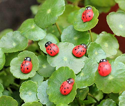 100 pcs Wooden Ladybug Garden Stones - Decorative Outdoor Ornaments - Garden Decoration for Vegatable and Flower Beds