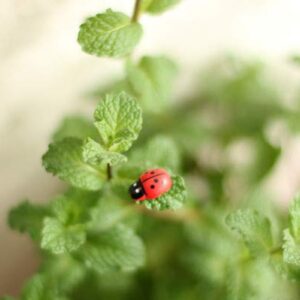 100 pcs Wooden Ladybug Garden Stones - Decorative Outdoor Ornaments - Garden Decoration for Vegatable and Flower Beds