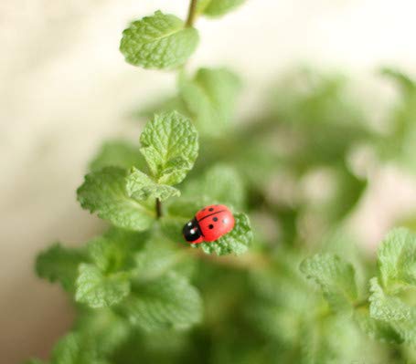 100 pcs Wooden Ladybug Garden Stones - Decorative Outdoor Ornaments - Garden Decoration for Vegatable and Flower Beds