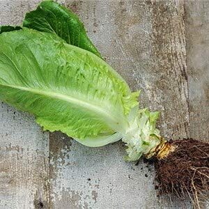 "Parris Island" Romaine Lettuce Seeds for Planting, 1000+ Heirloom Seeds Per Packet, (Isla's Garden Seeds), Non GMO, Botanical Name: Lactuca Sativa, Great Home Garden Gift