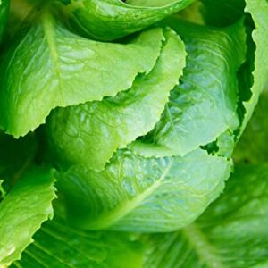 "Parris Island" Romaine Lettuce Seeds for Planting, 1000+ Heirloom Seeds Per Packet, (Isla's Garden Seeds), Non GMO, Botanical Name: Lactuca Sativa, Great Home Garden Gift