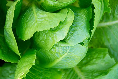 "Parris Island" Romaine Lettuce Seeds for Planting, 1000+ Heirloom Seeds Per Packet, (Isla's Garden Seeds), Non GMO, Botanical Name: Lactuca Sativa, Great Home Garden Gift