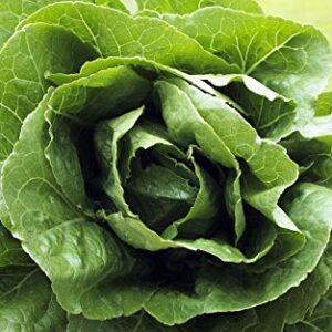 "Parris Island" Romaine Lettuce Seeds for Planting, 1000+ Heirloom Seeds Per Packet, (Isla's Garden Seeds), Non GMO, Botanical Name: Lactuca Sativa, Great Home Garden Gift