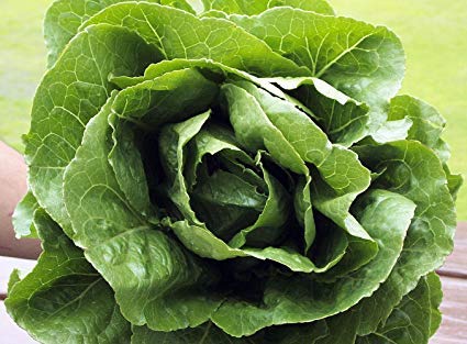 "Parris Island" Romaine Lettuce Seeds for Planting, 1000+ Heirloom Seeds Per Packet, (Isla's Garden Seeds), Non GMO, Botanical Name: Lactuca Sativa, Great Home Garden Gift